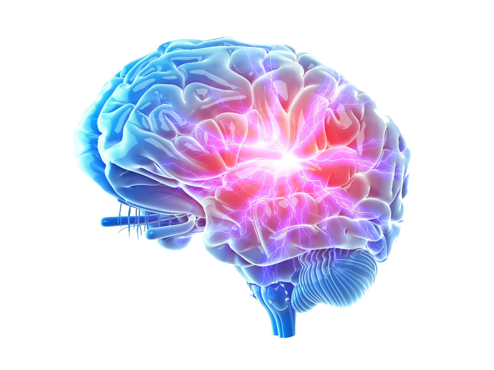 MRI study reveals all mammals, including humans, share equal brain ...