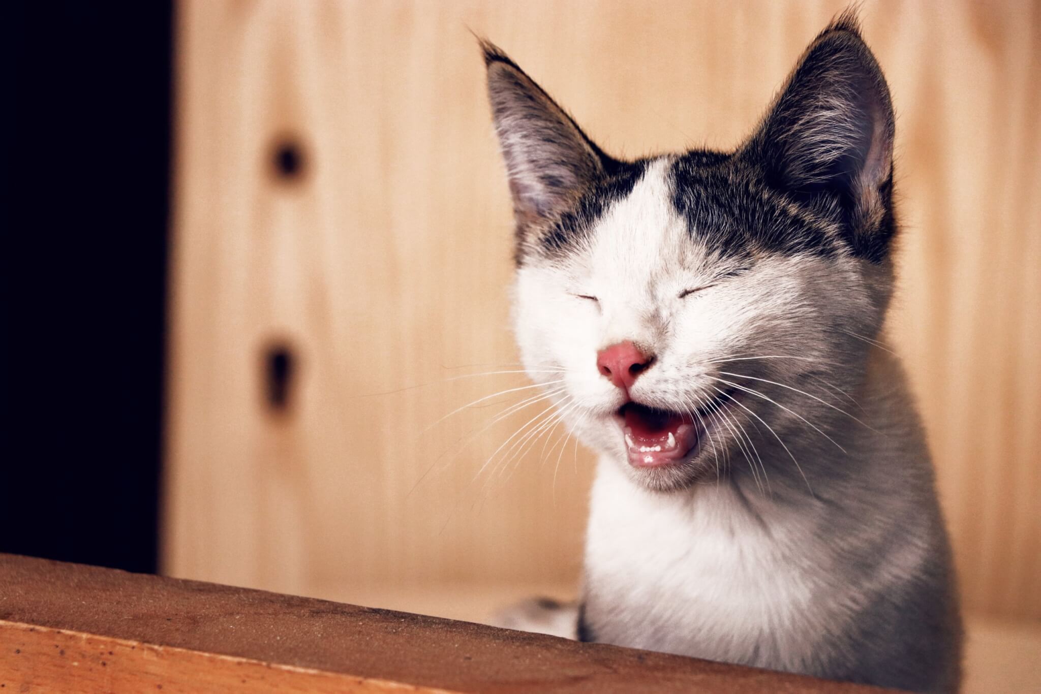 Why cats meow at humans more than each other