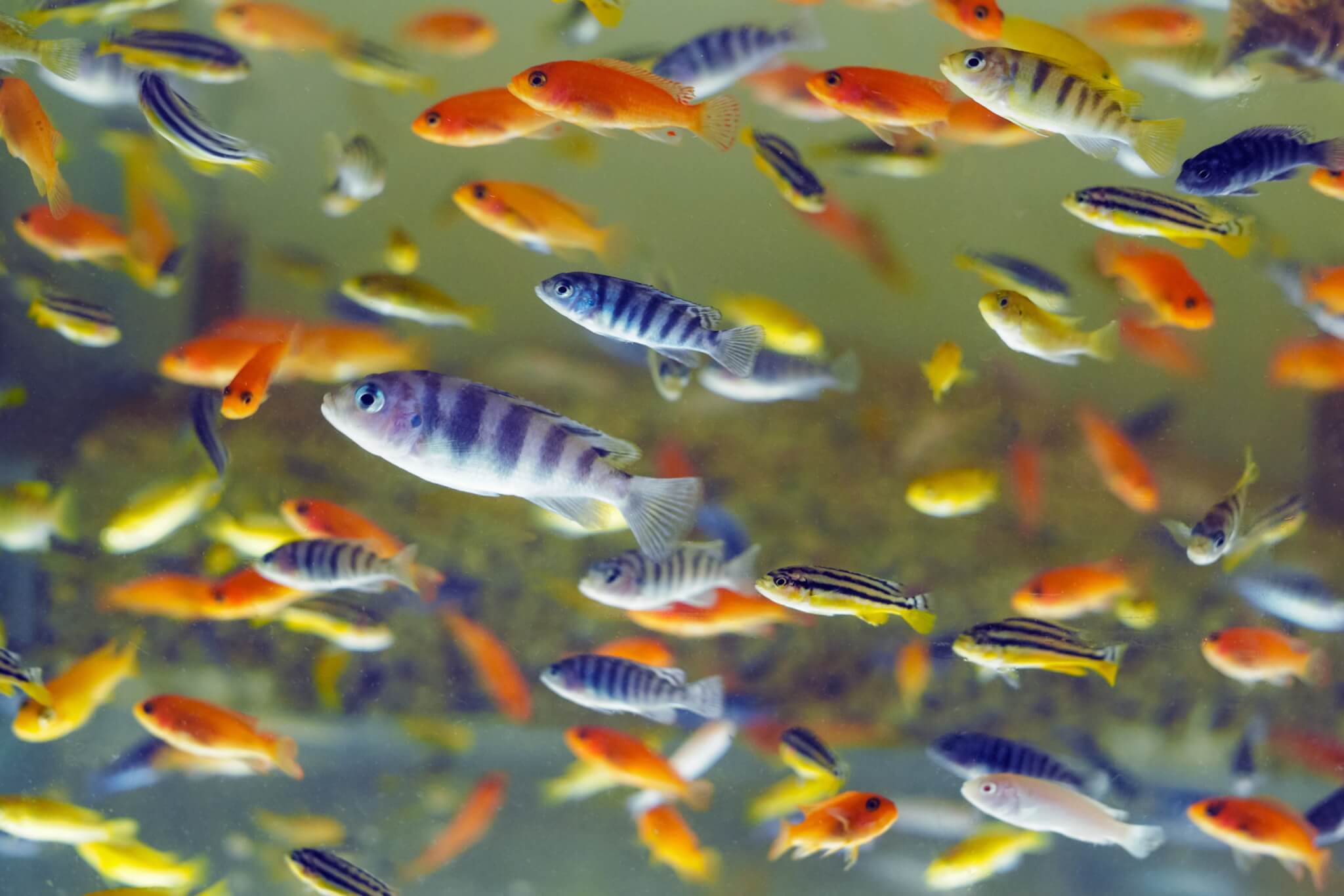 'Finding Nemo' a true story: 'Ancient' brain wiring helps lost fish ...