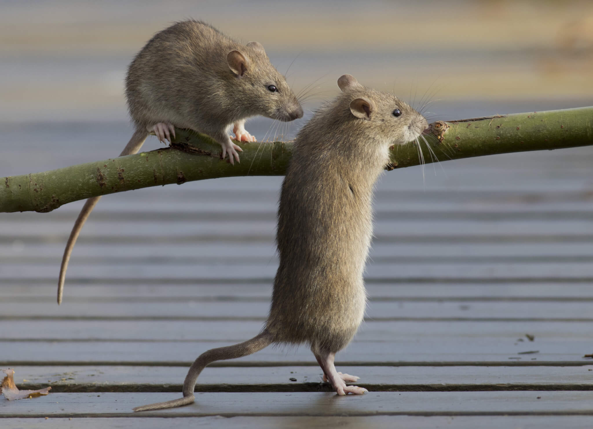 Dancing rats reveal how the brain unconsciously perfects skillful movements