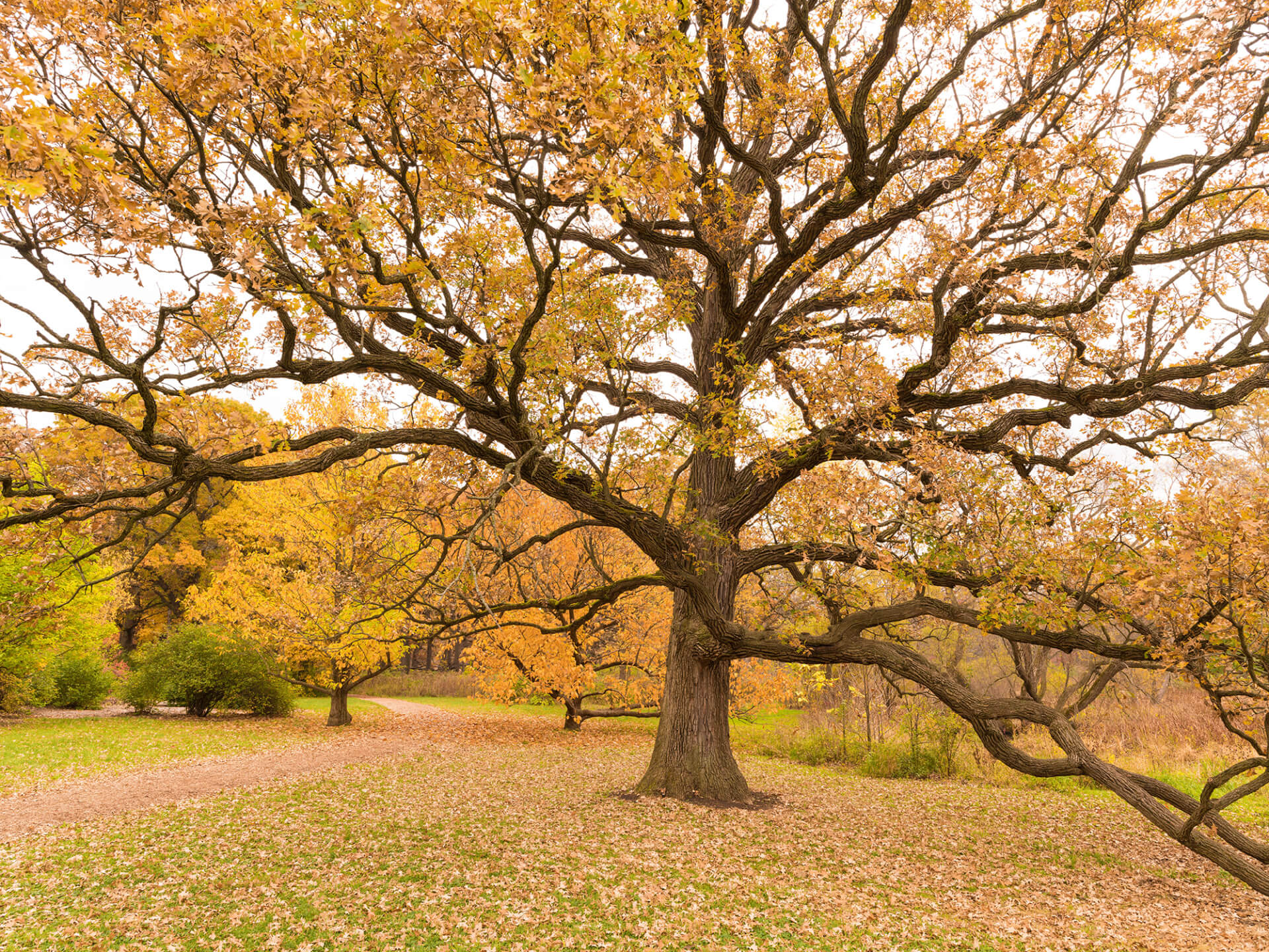 'Tree of life' keeps forests alive for thousands of years, scientists ...