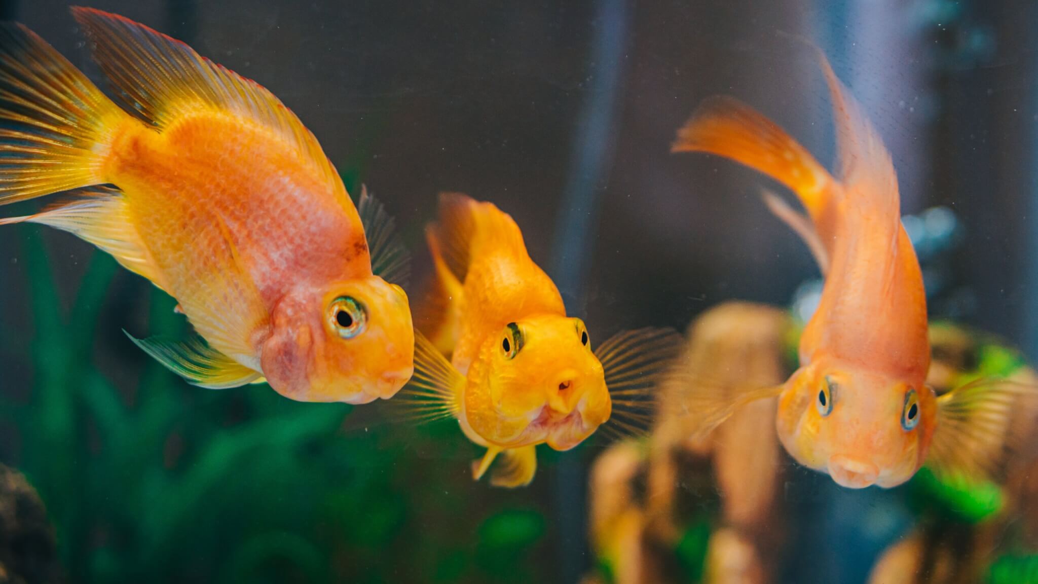 Goldfish aren't as clueless as we think, show strong ability to ...