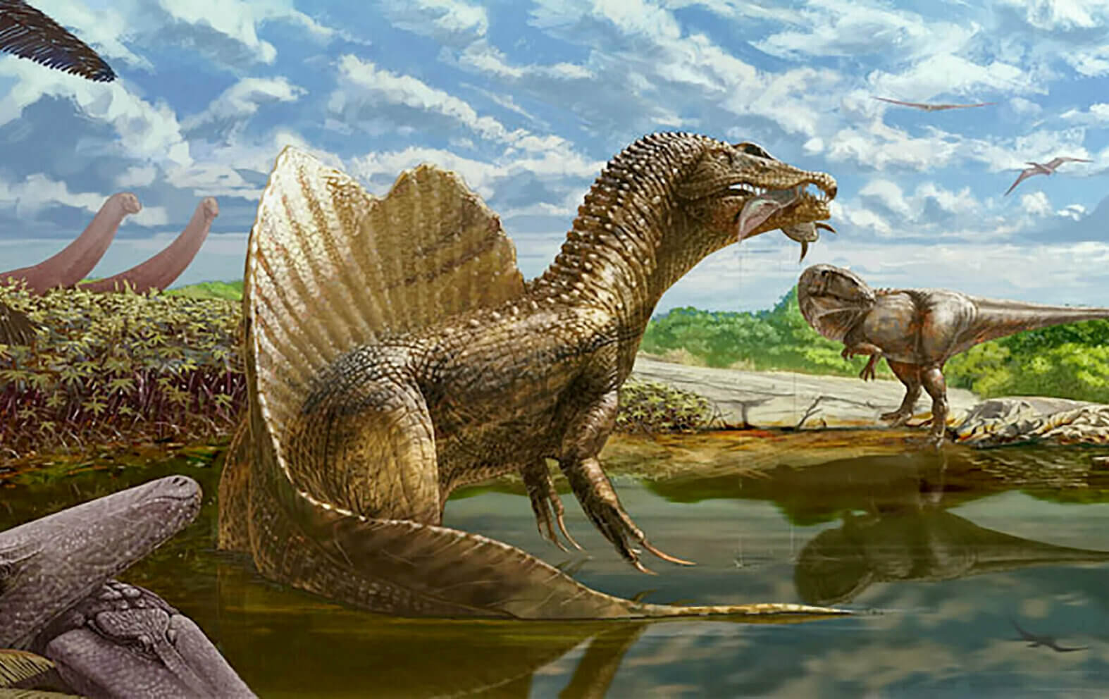 Fossils from monstrous, 'bulldog-faced' dinosaur with spectacular 'sail ...