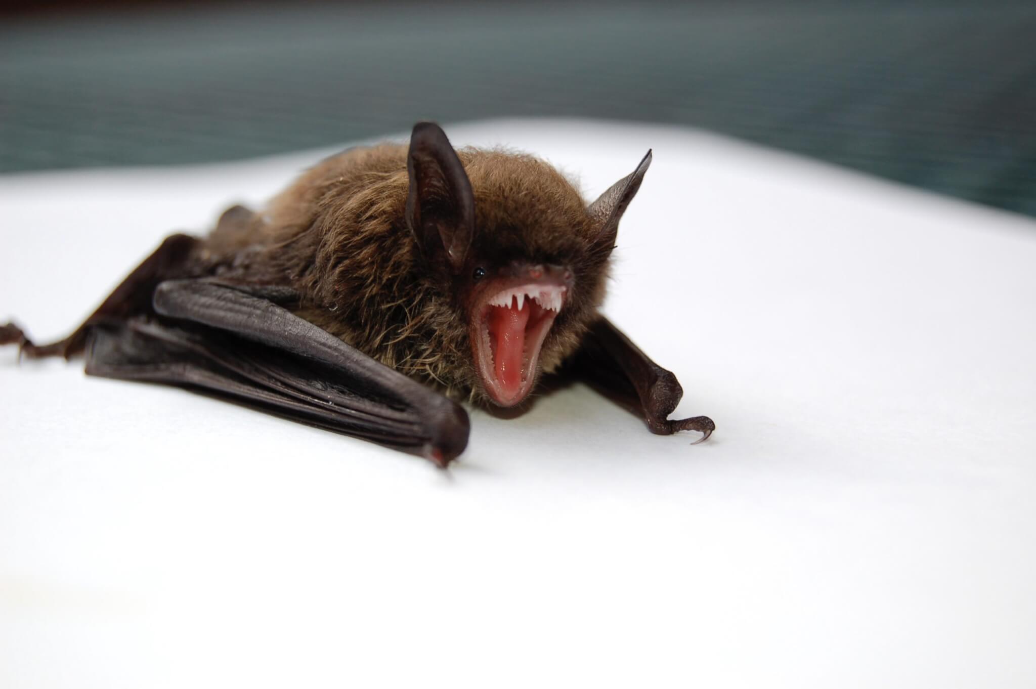 Bats growl like death metal singers, scientists discover