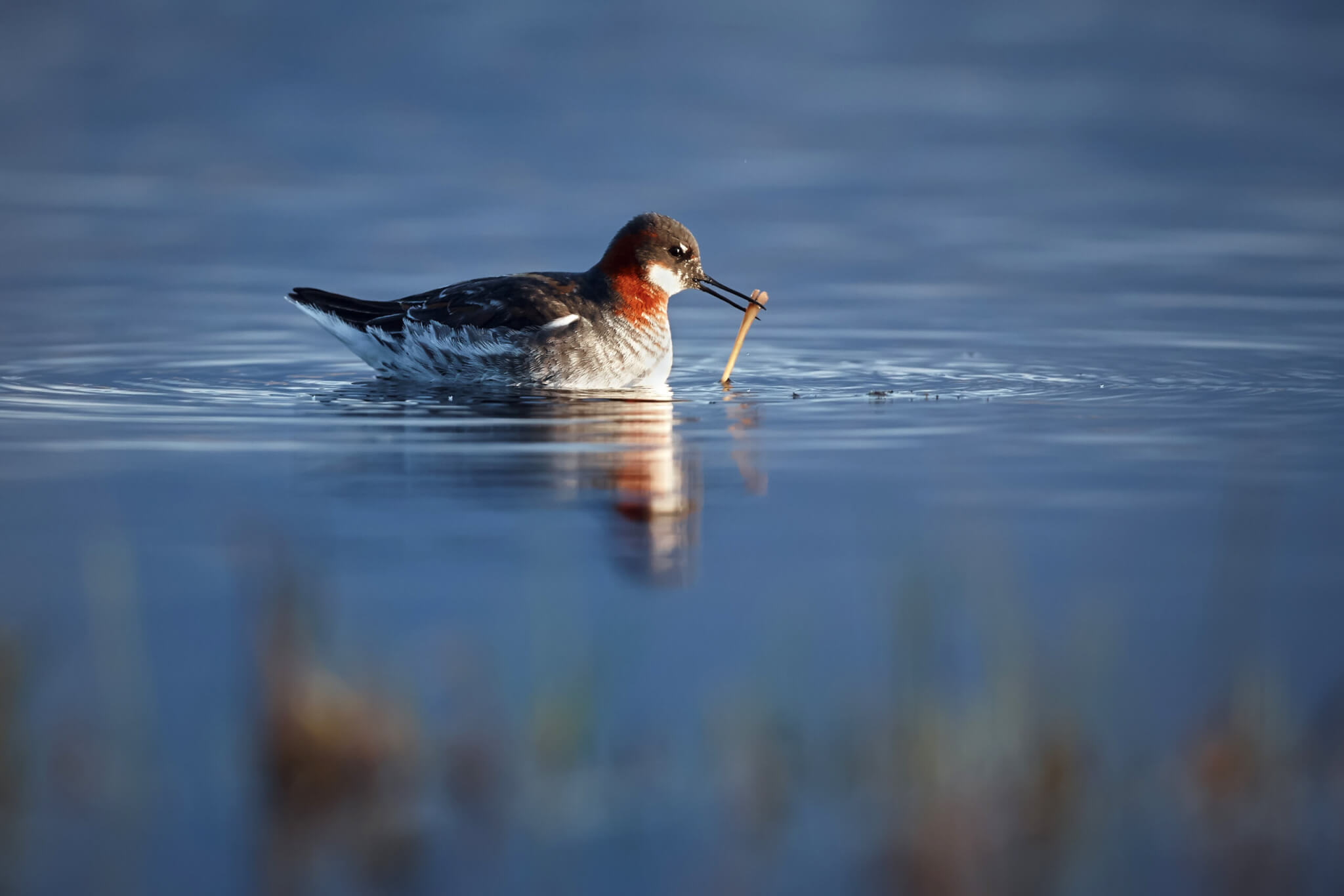 Polygamous birds have healthier offspring, study shows
