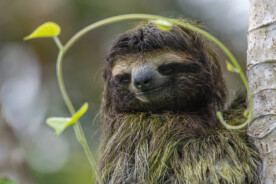 Slow, but surely strong: Sloths have twice the grip strength of humans ...
