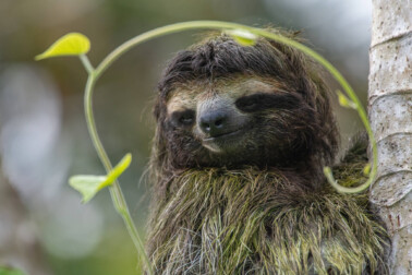 Slow, but surely strong: Sloths have twice the grip strength of humans ...