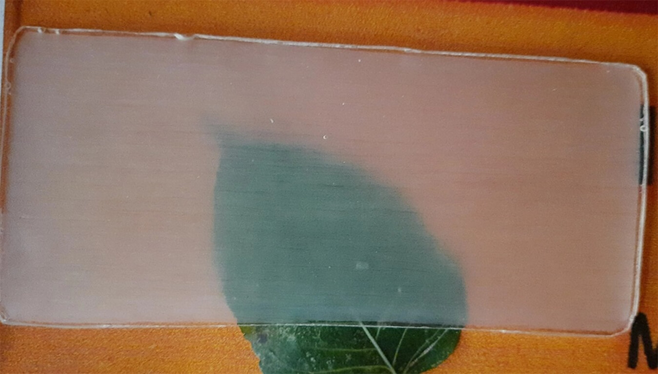 Transparent wood could one day replace plastic, glass products that ...