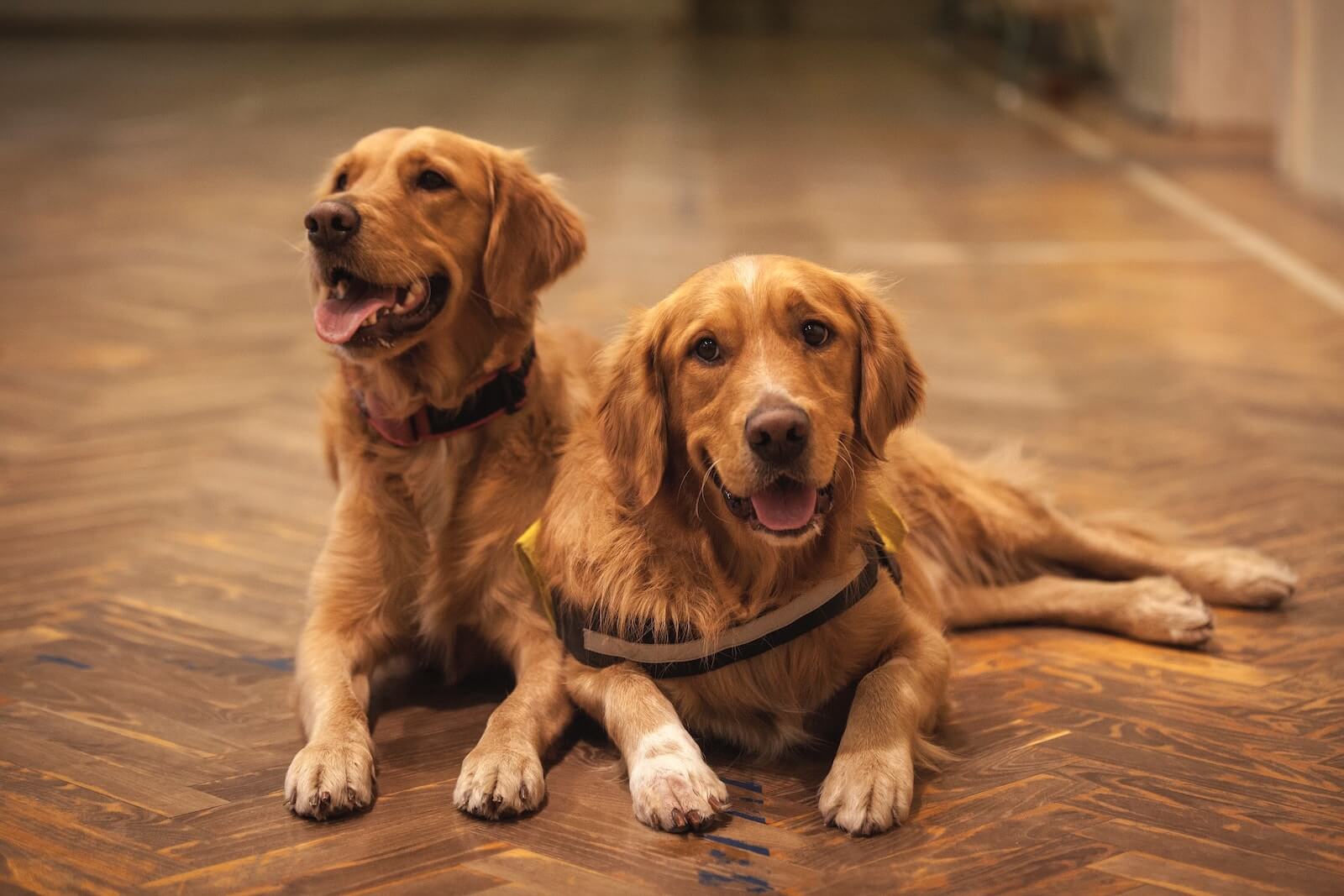 Alarming study reveals potential connection between spaying or ...