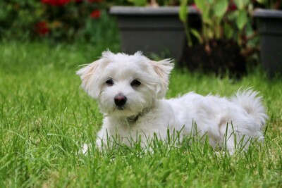 Best Purse Dogs: Top 7 Portable Pups, According To Canine Experts