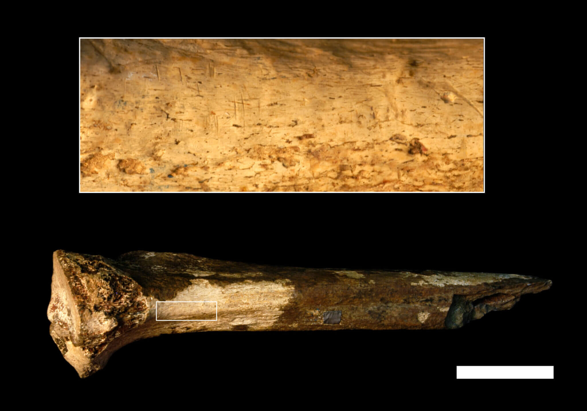 Were our ancestors cannibals? Ancient bones reveal early humans ...