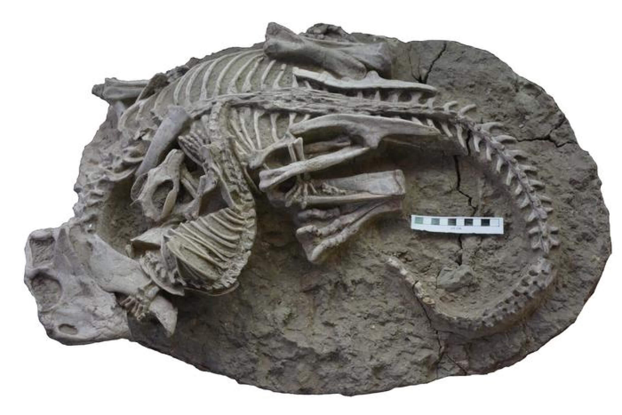 Extraordinary fossil discovery reveals dinosaur being attacked and ...