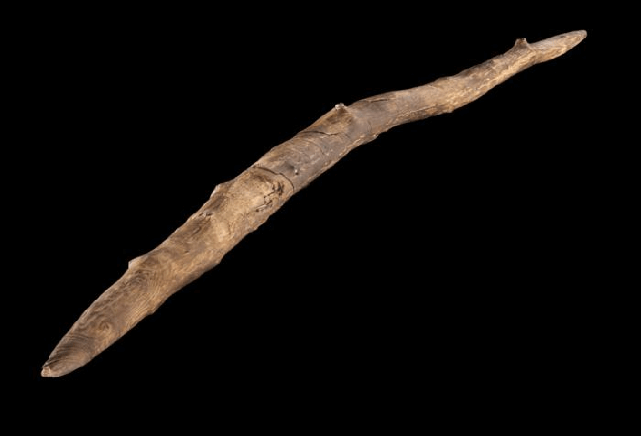 This 300,000-year-old pointy stick may be the oldest big game hunting ...