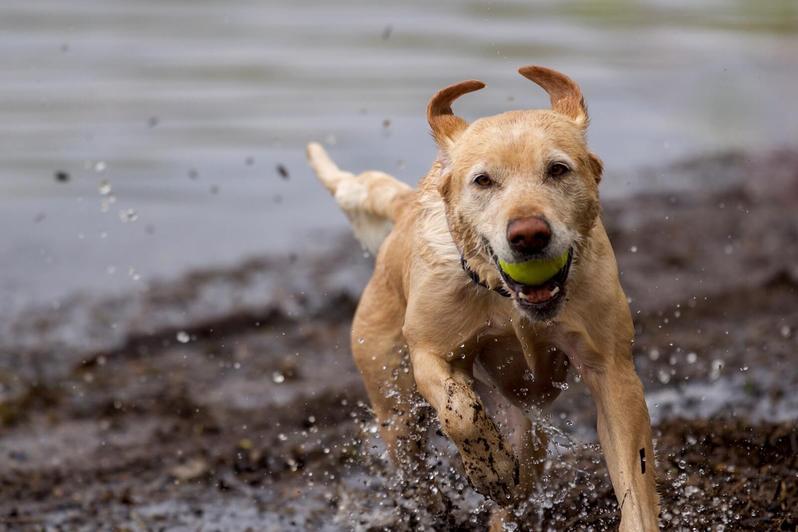 5 Most Athletic Dog Breeds, According To Canine Experts