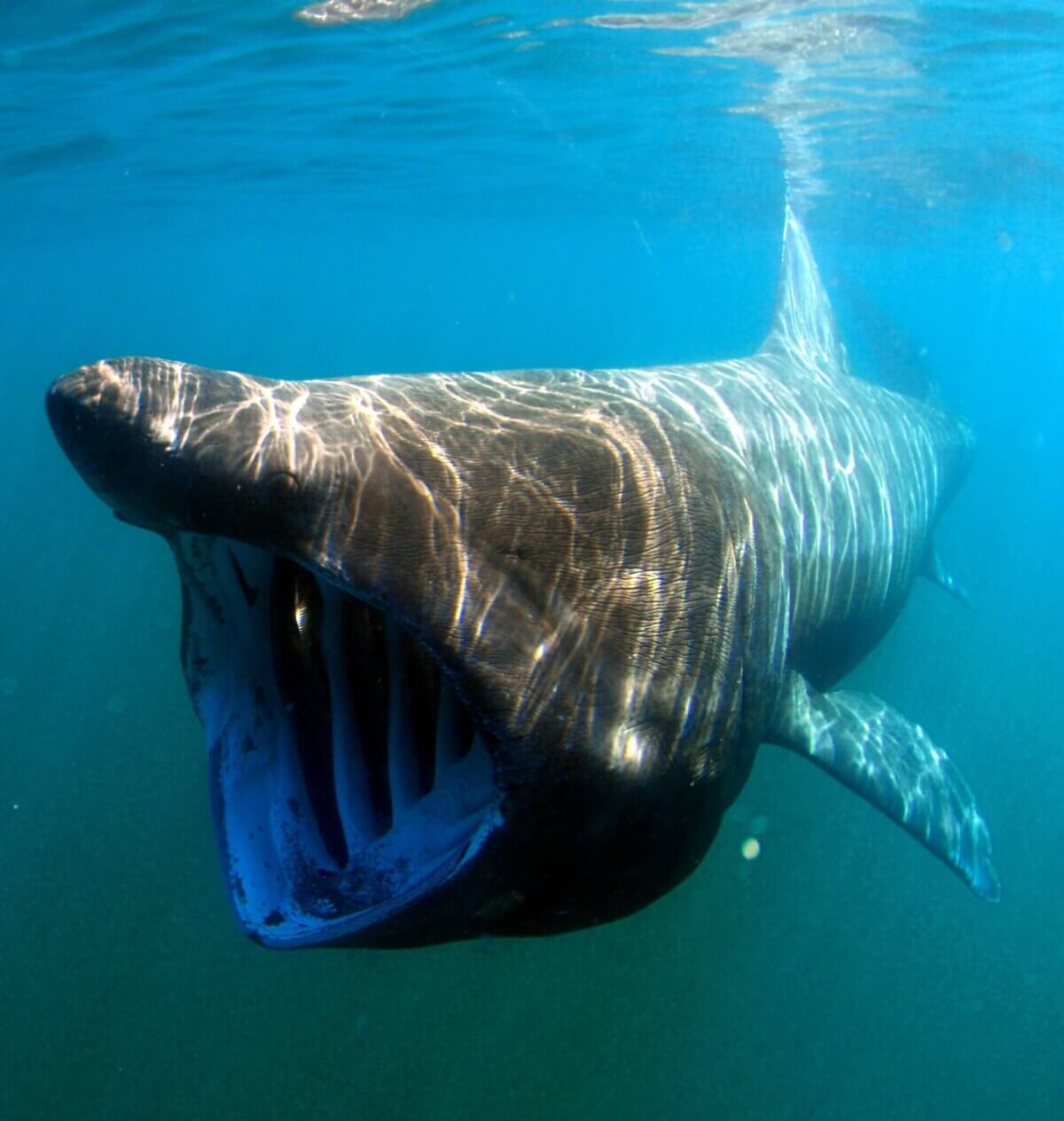 Researchers startled to discover basking sharks aren't 'cold-blooded'