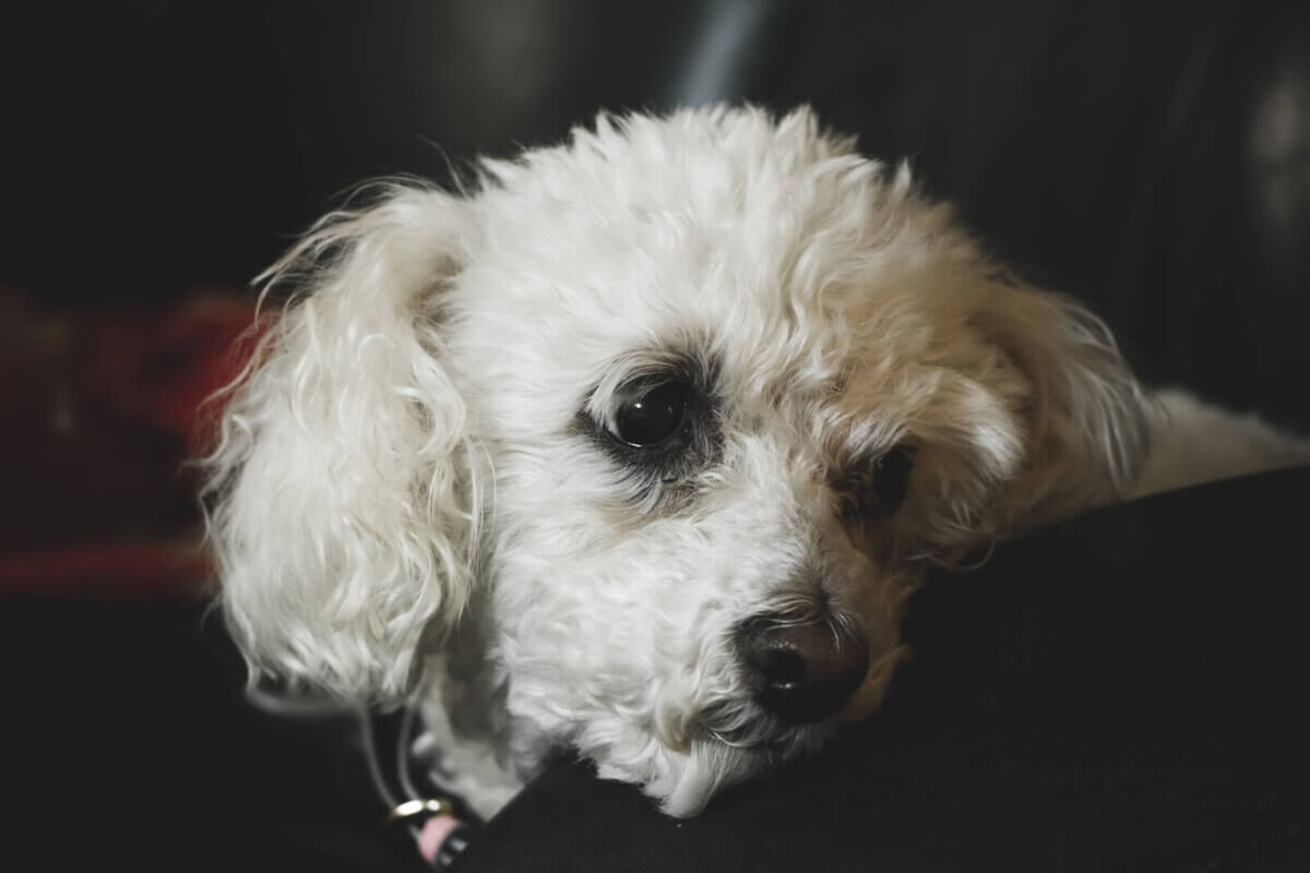 Best Lap Dogs: Top 5 Pint-Sized Pups Most Recommended By Experts