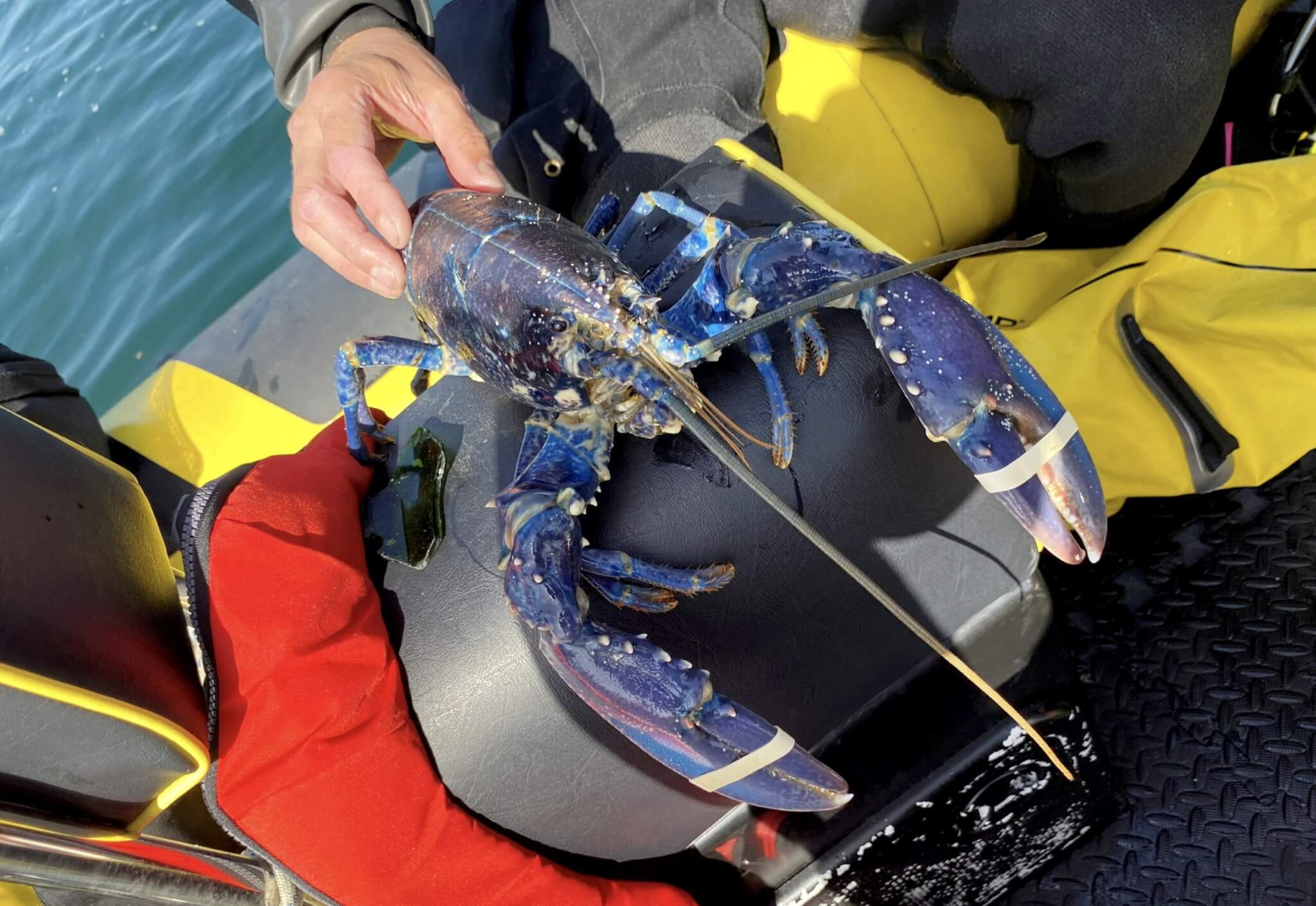 1 in 2,000,000! Fisherman finds rare BLUE lobster in British waters