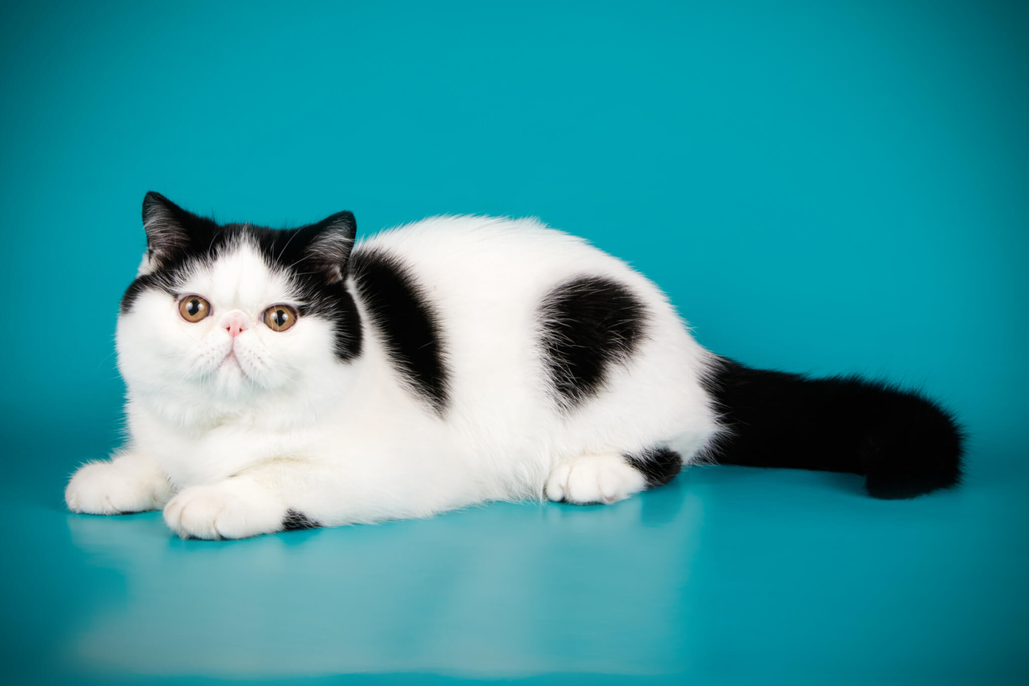 Most Laid-Back Cats: Top 5 Felines Most Recommended By Experts