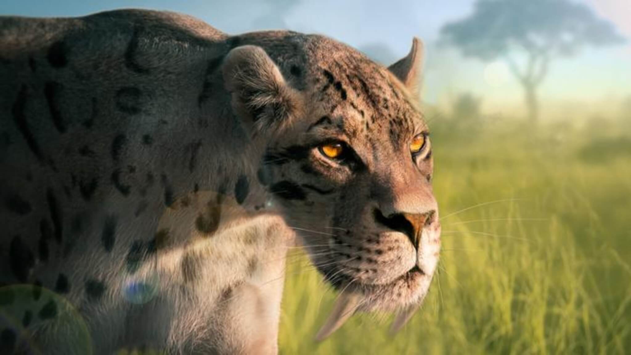 Did Sabertooth Tigers Purr? Ancient Predators May Have Made Surprising ...