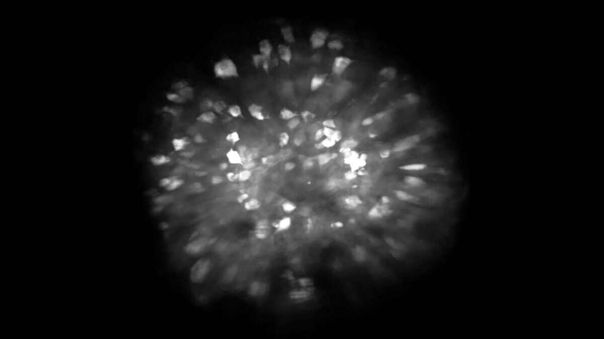 What's that smell? Researchers uncover how the brain distinguishes ...