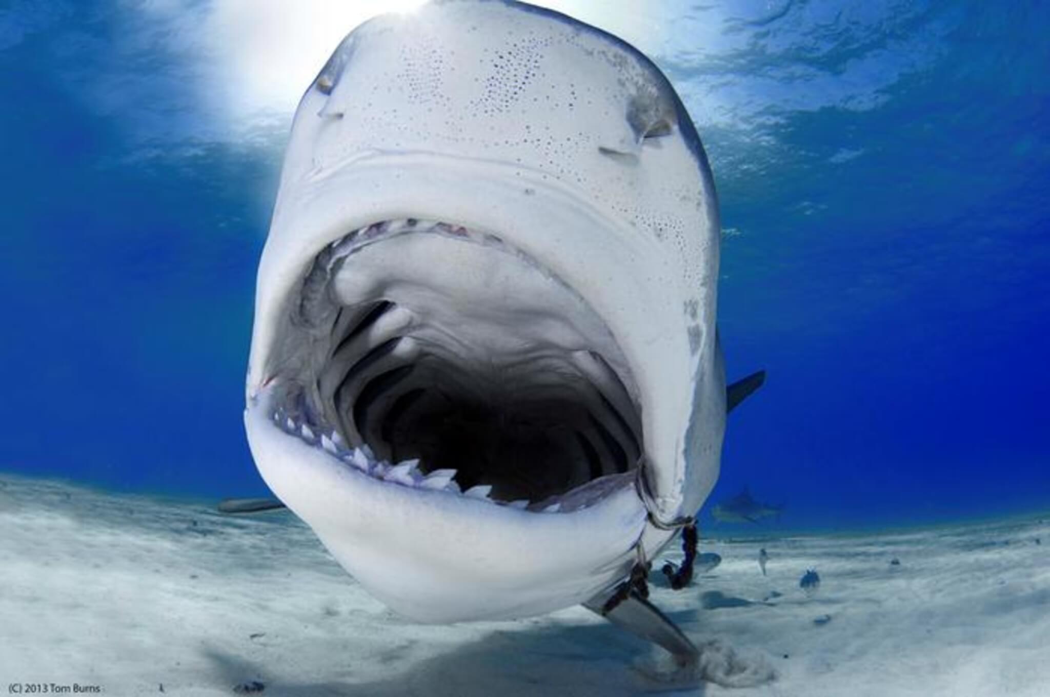 65-million-year-old mystery shark discovered in Alabama
