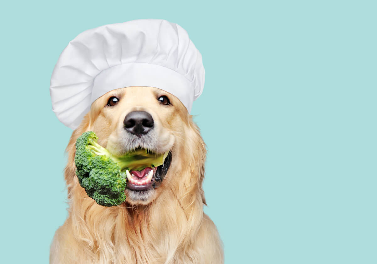 Best Vegan Dog Food: Top 7 Brands That Canine Experts Love