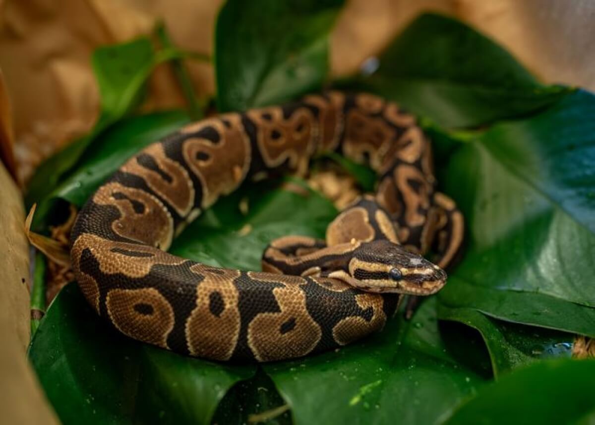Why python hearts could spark a medical revolution