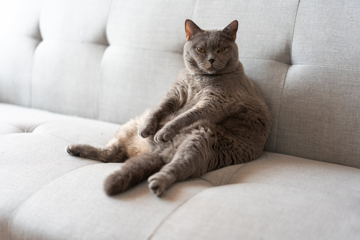 Thanks, Garfield! How fat cats could unlock anti-obesity treatments for ...