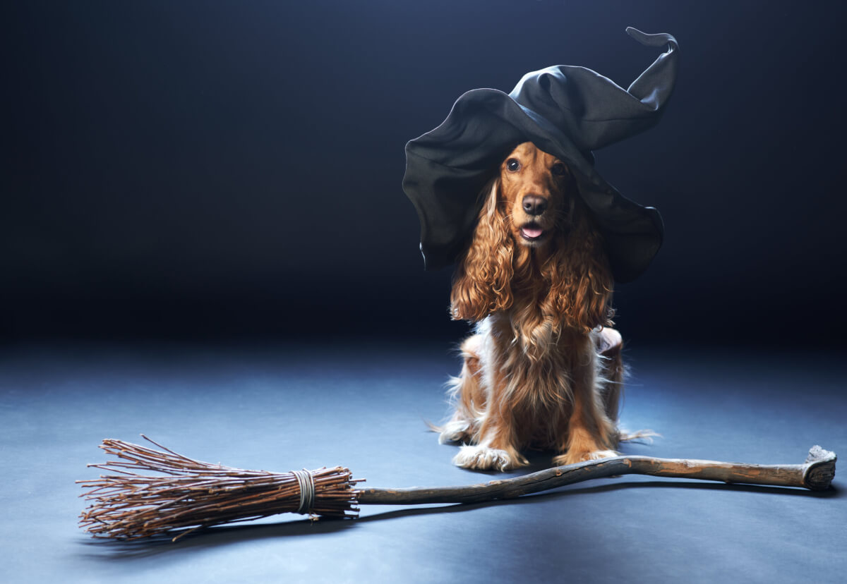Ruff history: How dogs were implicated during the Salem witch trials
