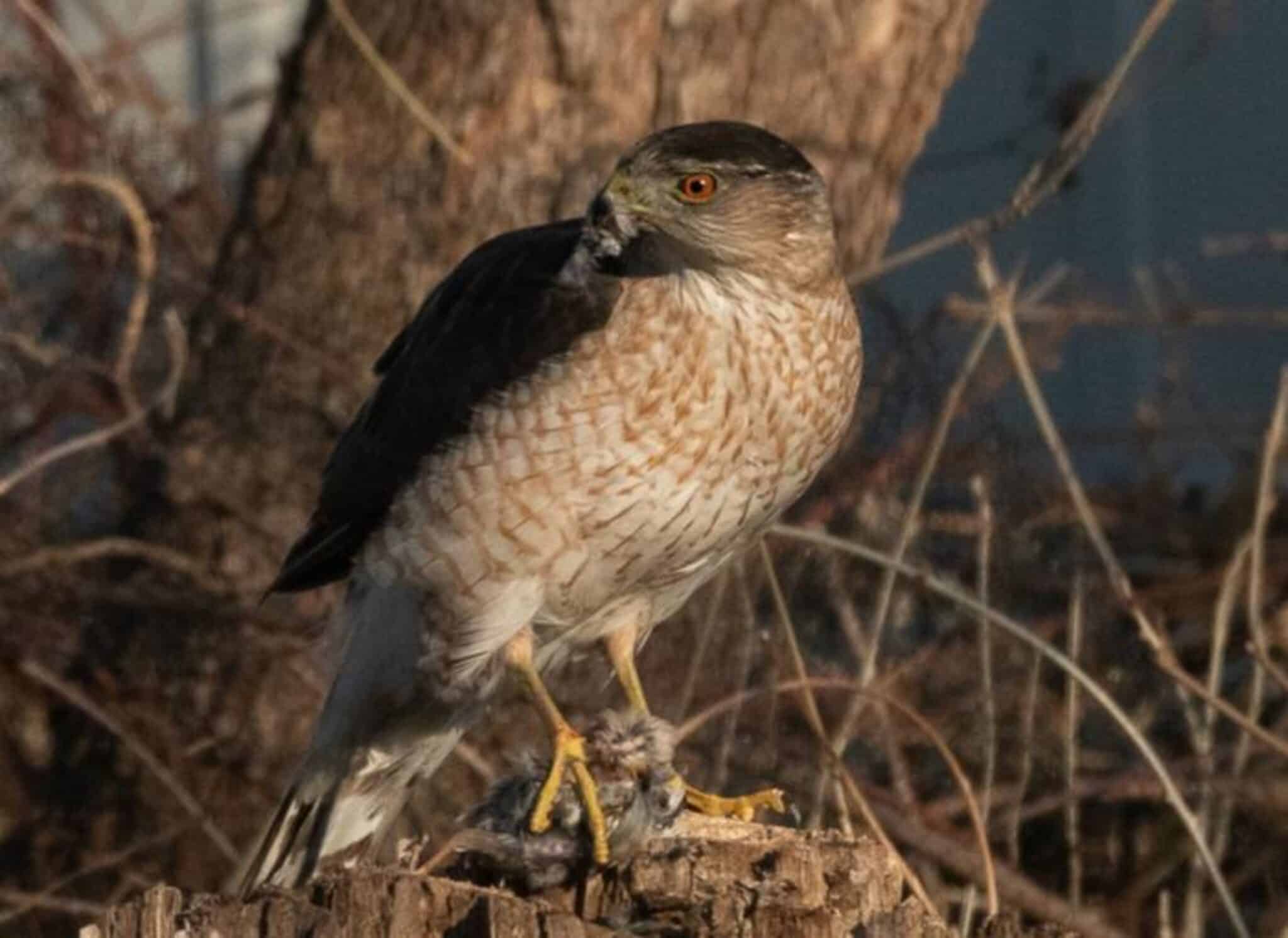 Hawk Using Traffic Signals for Hunting Success