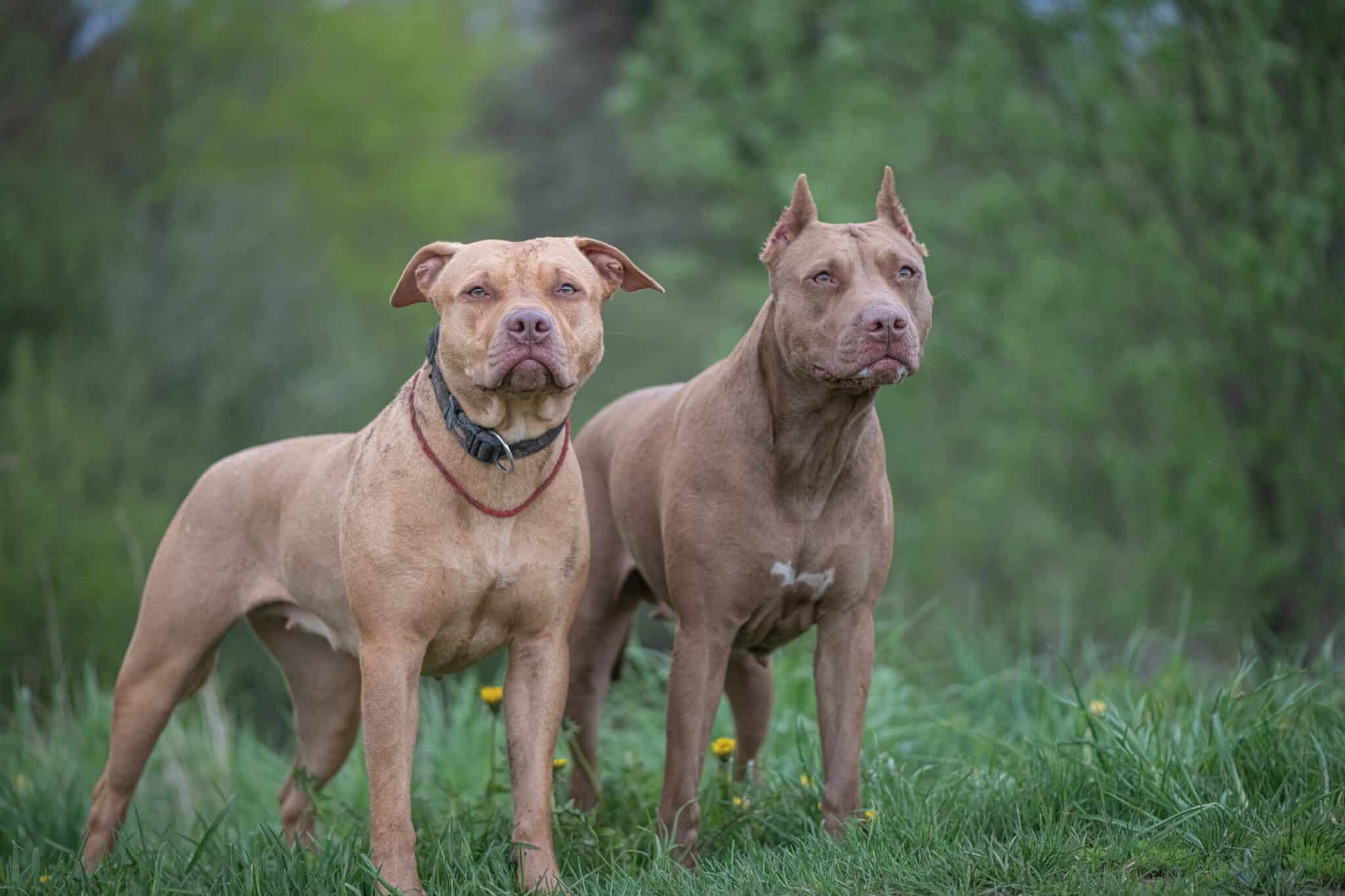 Most Dangerous Dogs: Study Reveals The 10 Breeds Most Likely To Land ...