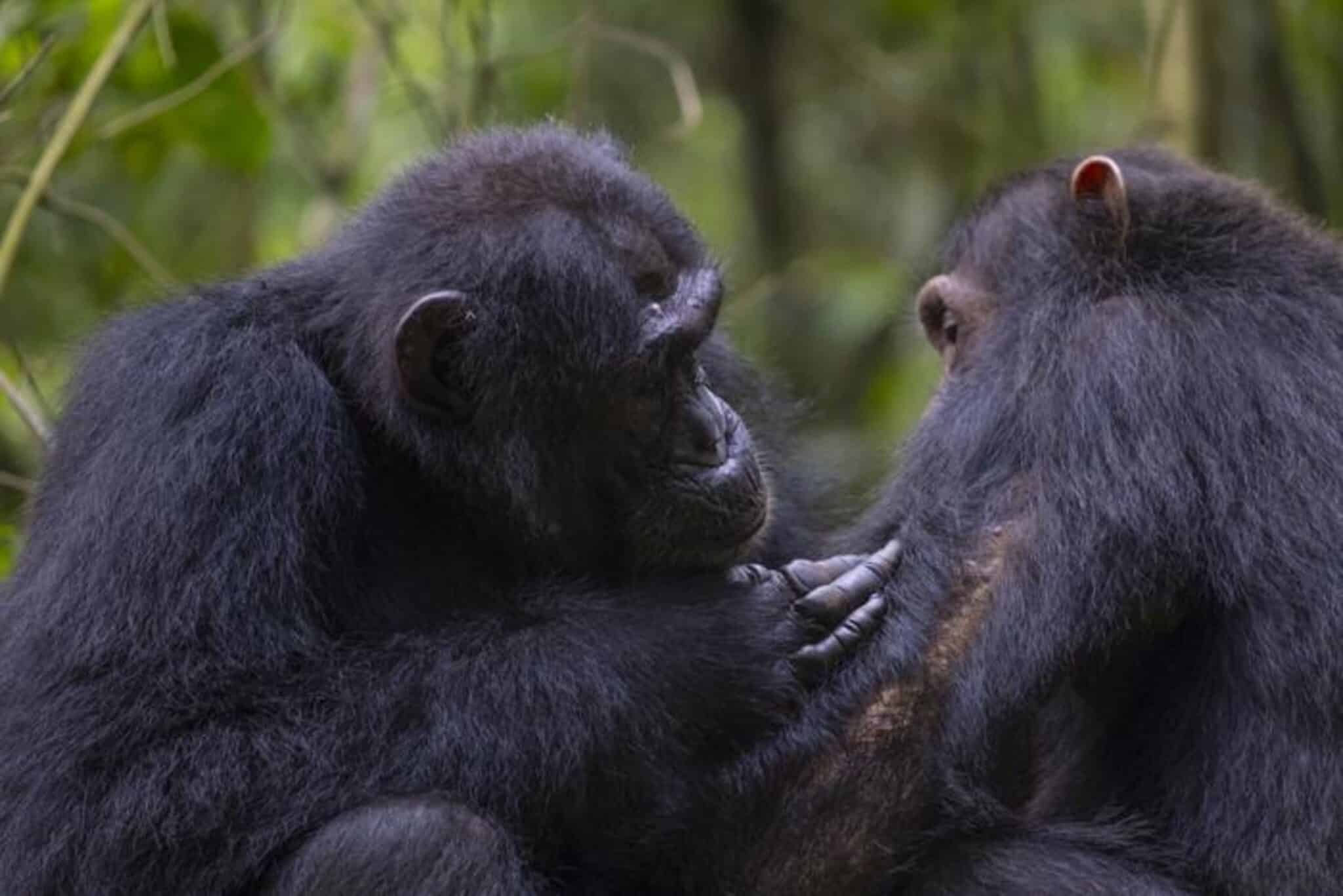 Chimpanzee Medicine Reveals Sophisticated Care Systems