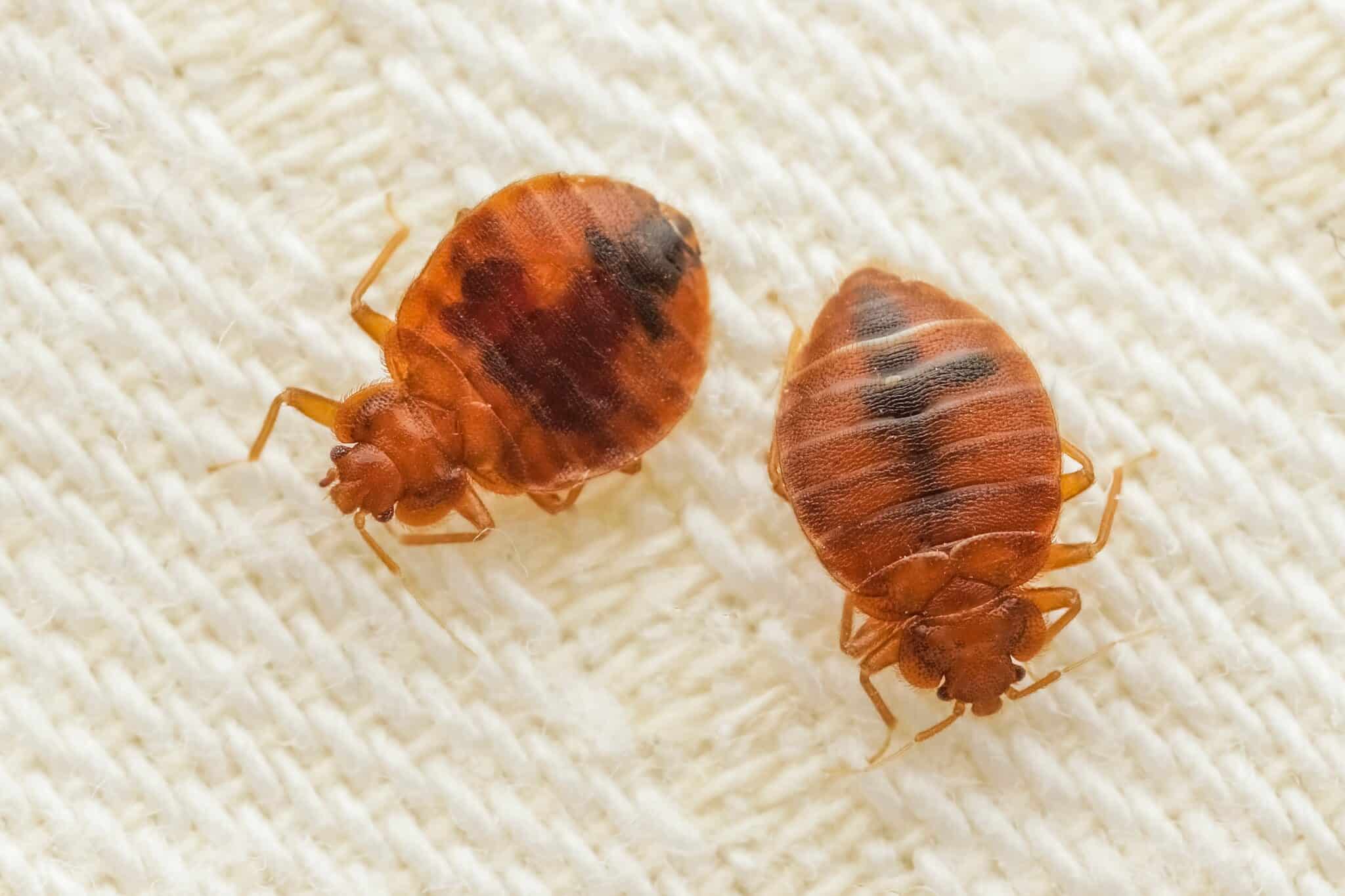 DNA Study Reveals Bed Bugs Were Earth's First True Urban Pests