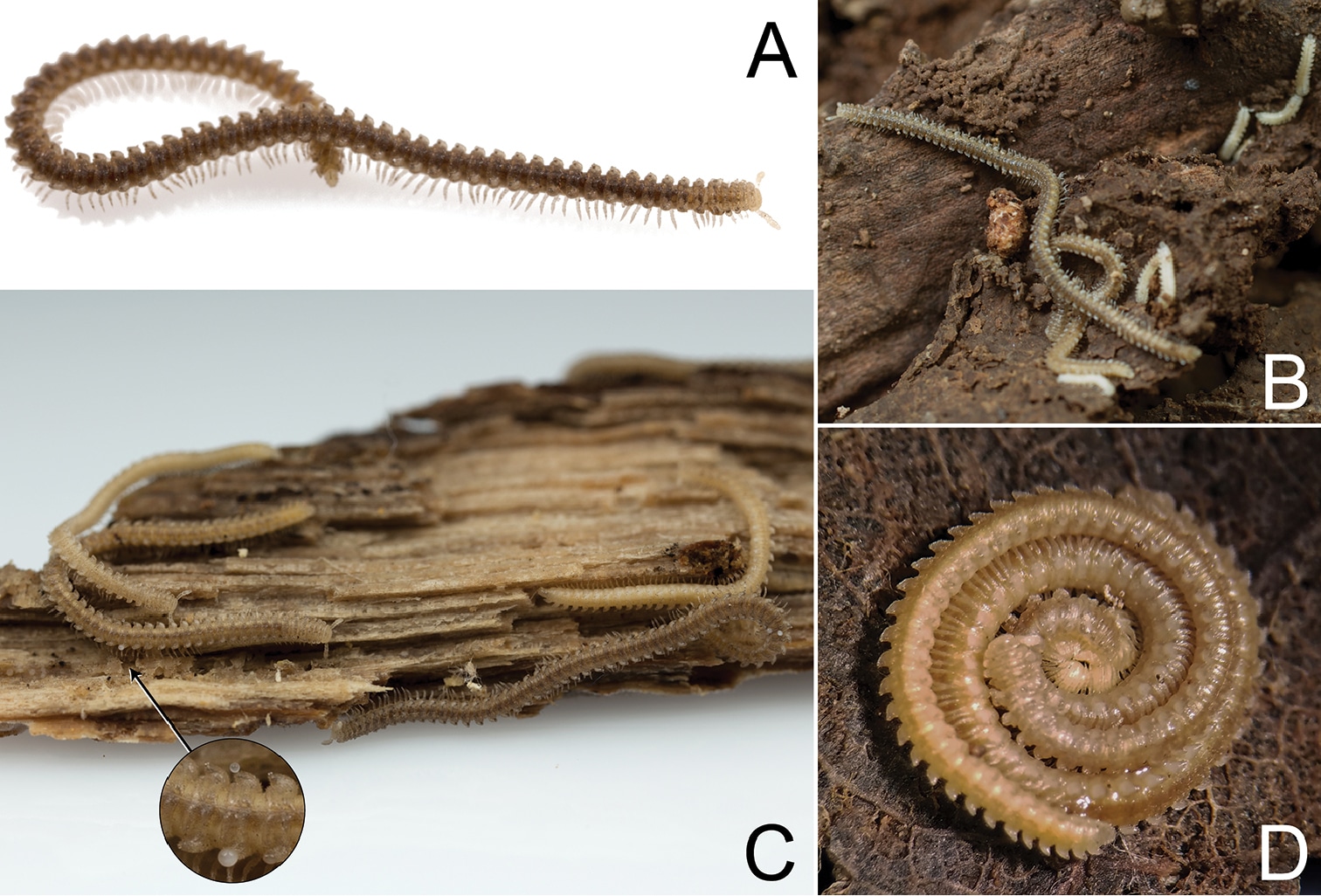 This Millipede’s Secretions Could Help Target Brain Disorders ...