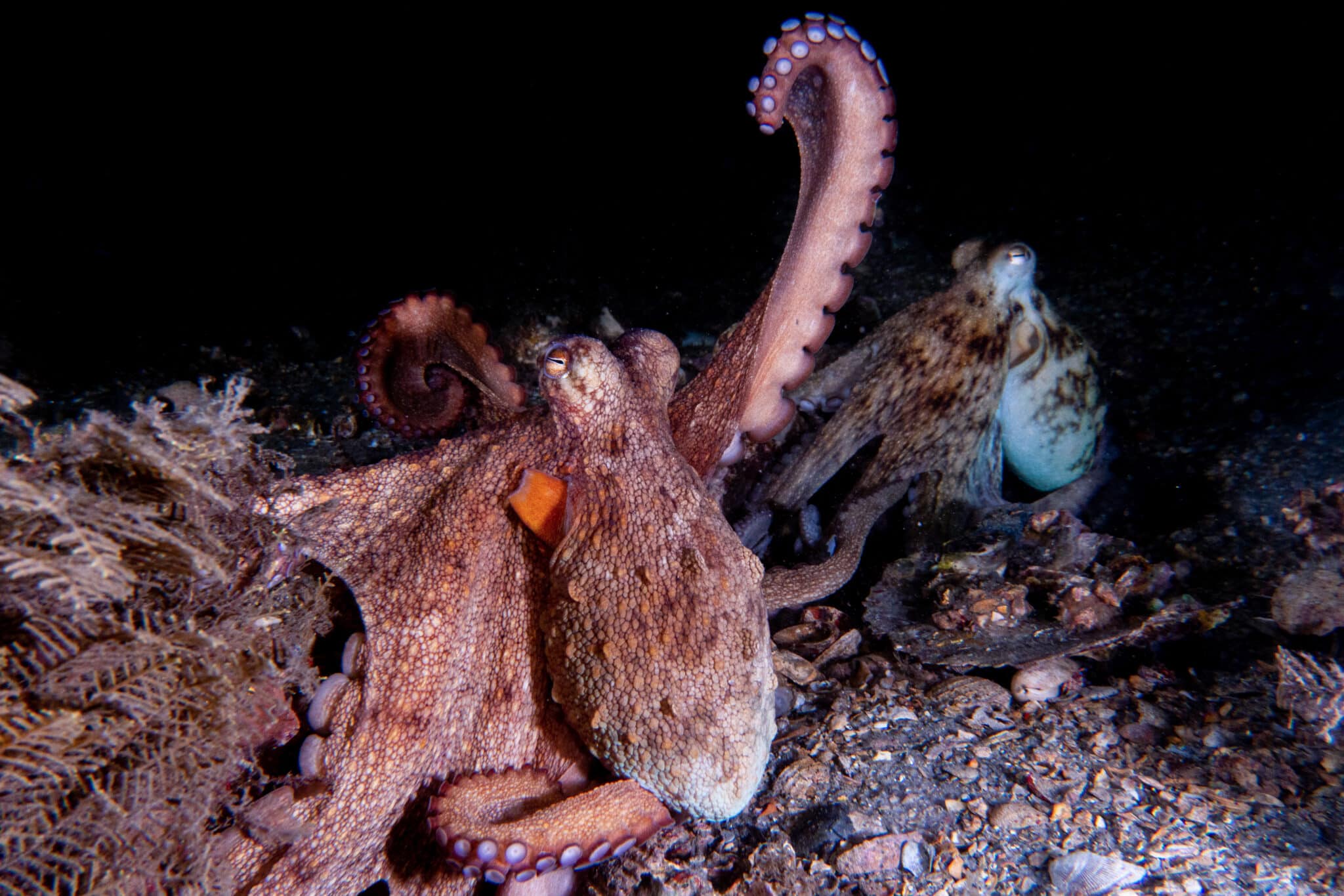 How Octopuses Use Their Eight Arms Like A Swiss Army Knife