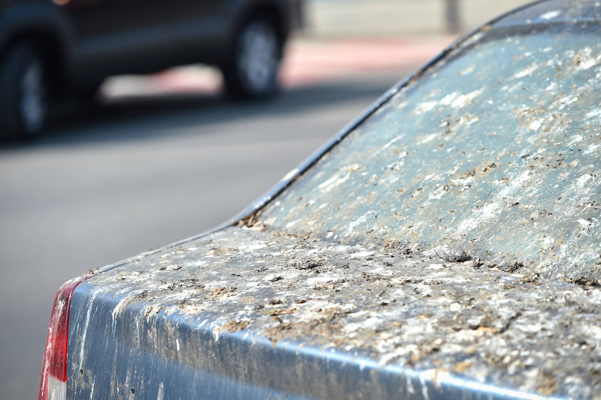 Which Car Colors, Brands Get Pooped On By Birds Most Often?