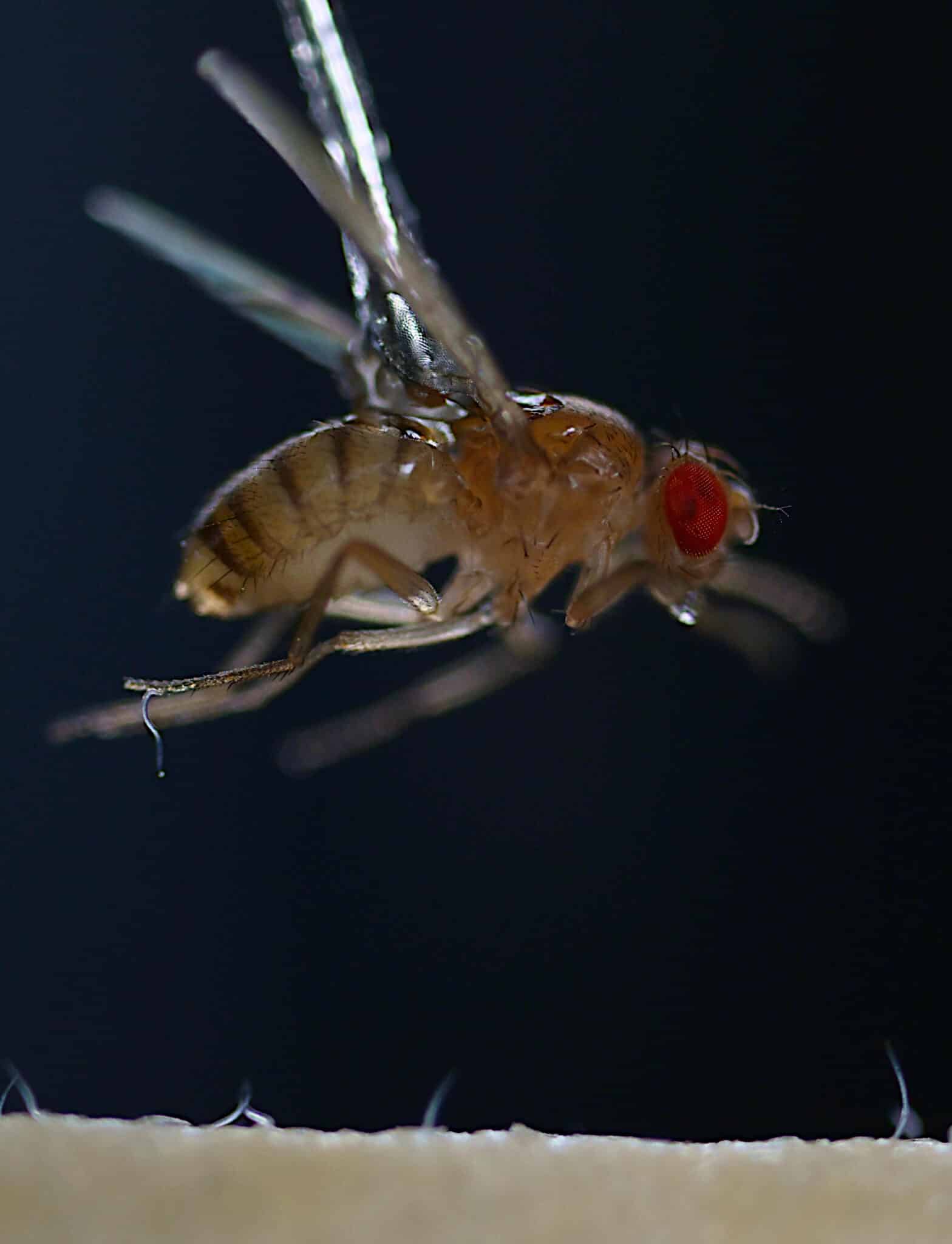 This Parasitic Worm Uses Electricity As 'Tractor Beam' To Catch Flying ...