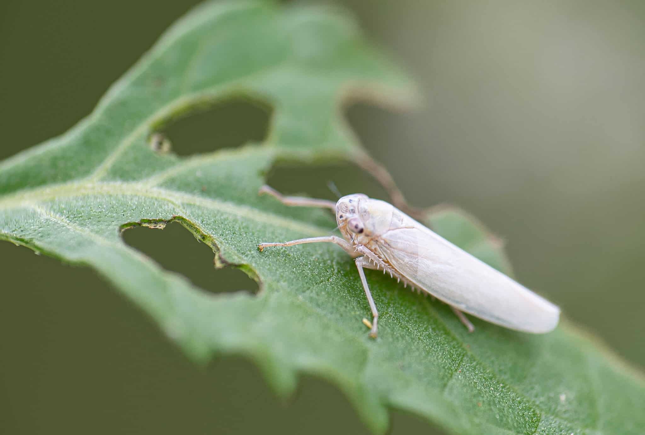 Penn State Scientists Reverse-Engineer This Backyard Bug's Natural ...