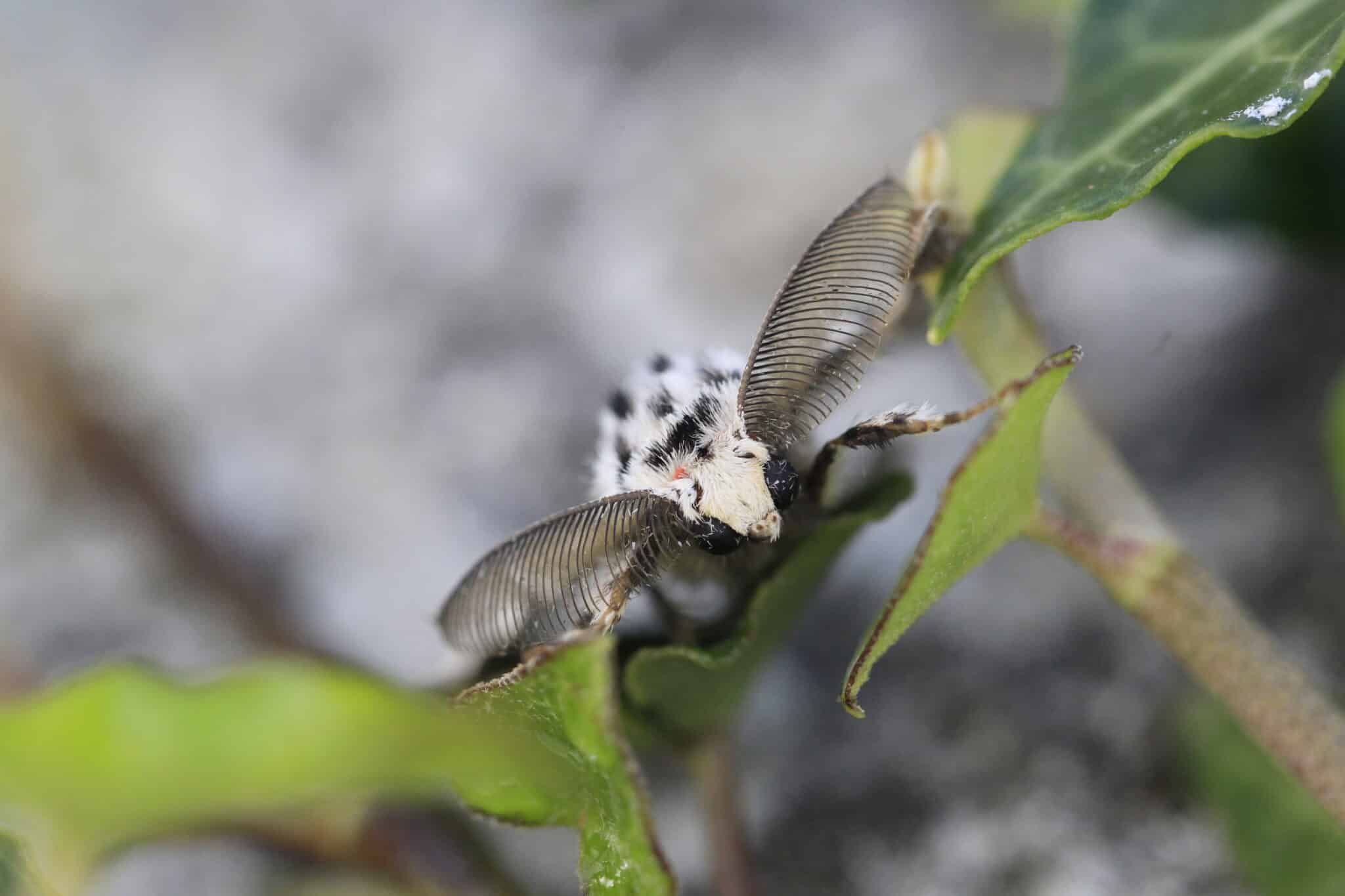 When Moths Freeze: How LED Streetlights Are Silencing the Night